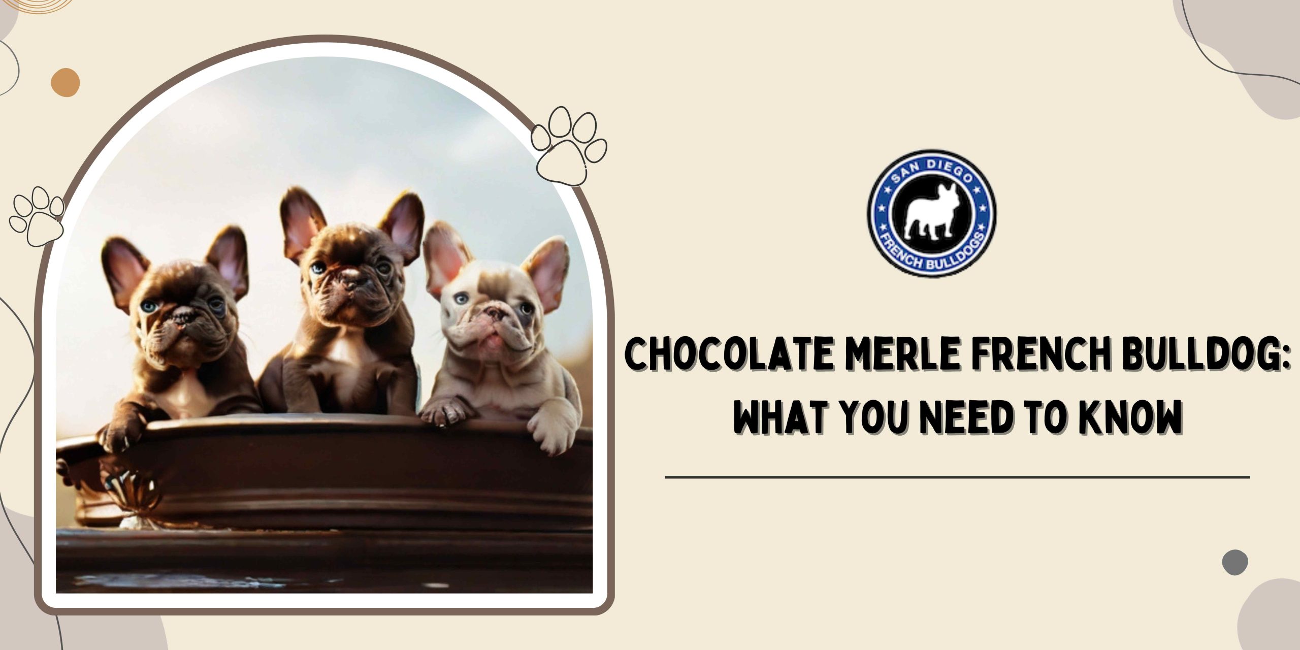 Chocolate Merle French Bulldog: What You Need to Know